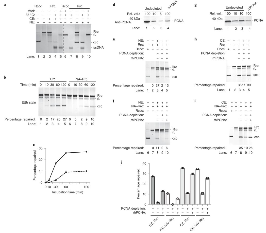 乙肝病毒cccDNA形成机制研究获得突破_rcDNA