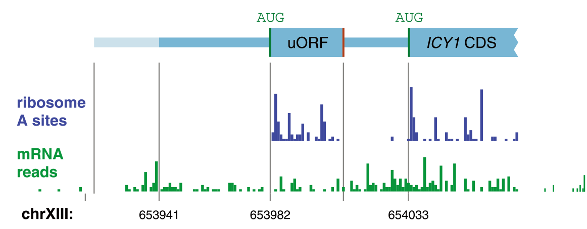 翻译组测序，你除了翻译丰度还有什么？_Ribo-seq
