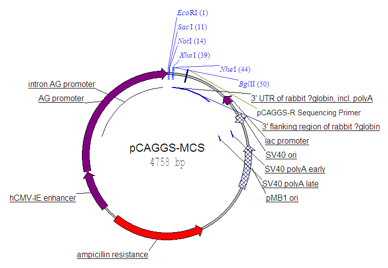 pCAGGS（pCAGGS-MCS）产品信息-搜狐大视野-搜狐新闻