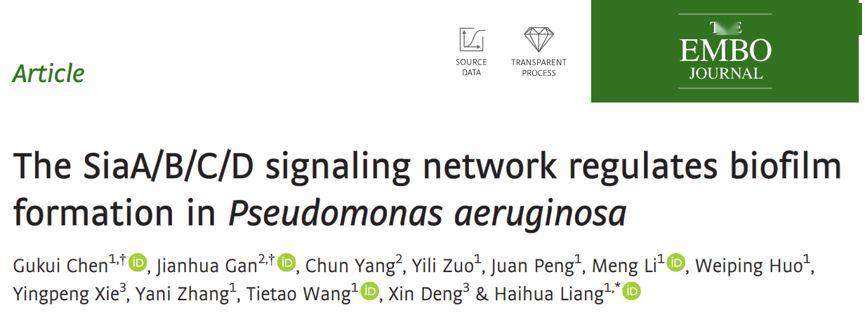 EMBO J | 梁海华团队解析致病菌生物被膜的调节机制_siaABCD