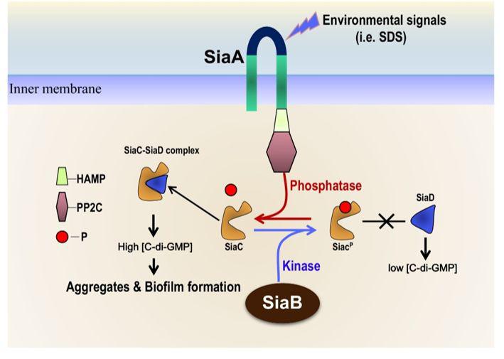 EMBO J | 梁海华团队解析致病菌生物被膜的调节机制_siaABCD