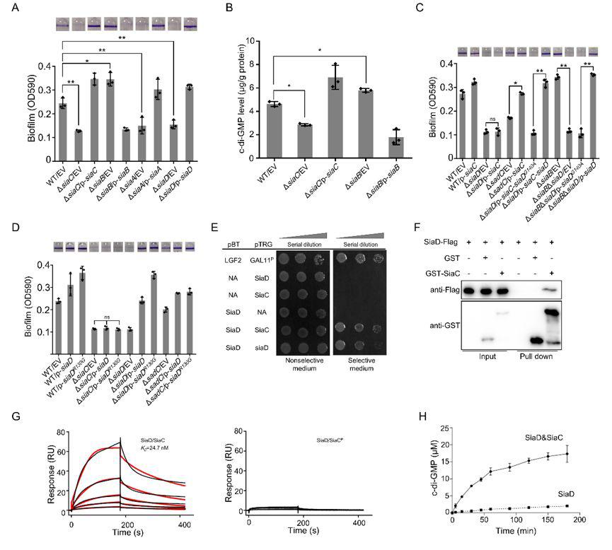 EMBO J | 梁海华团队解析致病菌生物被膜的调节机制_siaABCD