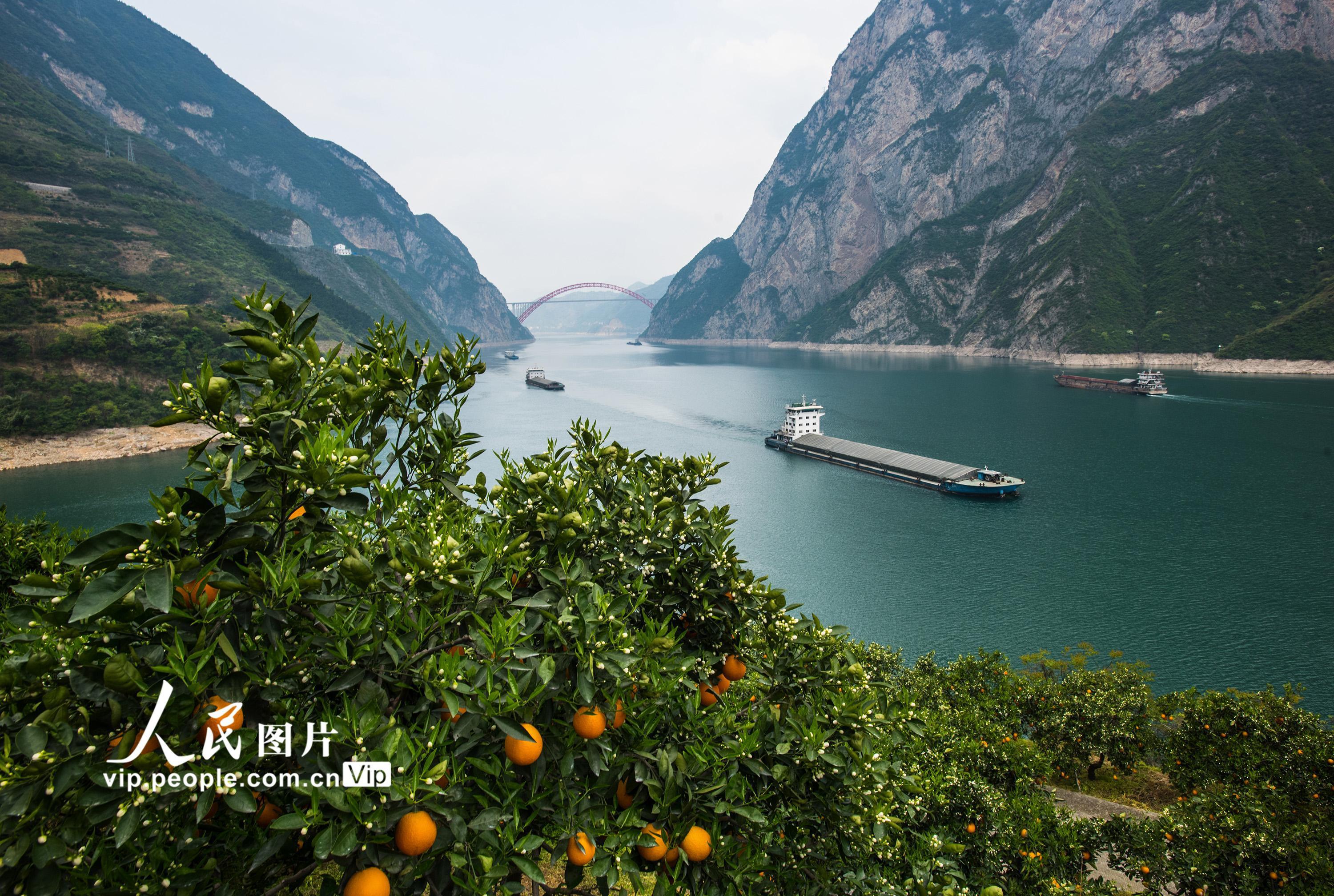 湖北宜昌：三峡春橙促扶贫-搜狐大视野-搜狐新闻
