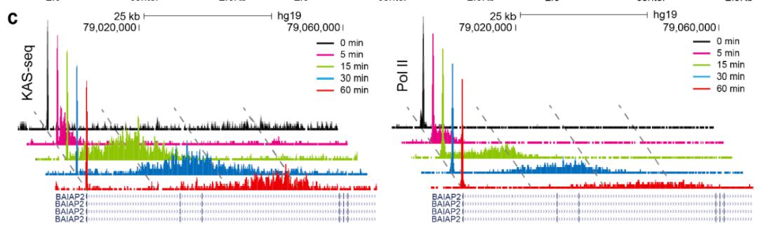 何川团队开发KAS-seq捕捉全基因组转录和增强子活性动态变化_ChIP-seq