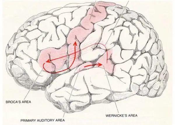 TED | How playing an instrument benefits your brain-搜狐大视野-搜狐新闻