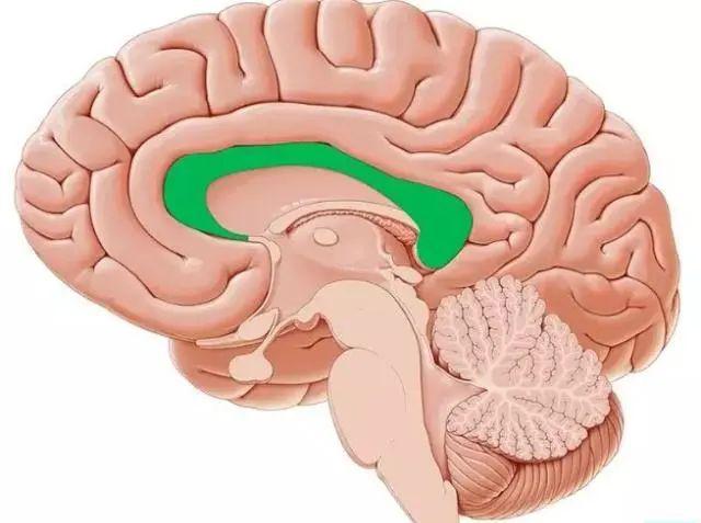 TED | How playing an instrument benefits your brain-搜狐大视野-搜狐新闻