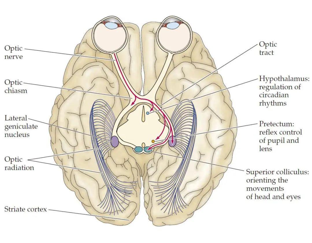 TED | How playing an instrument benefits your brain-搜狐大视野-搜狐新闻