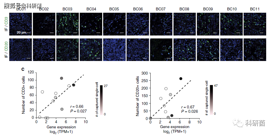 Nat Commun：乳腺癌单细胞测序深度解析_RNA-seq