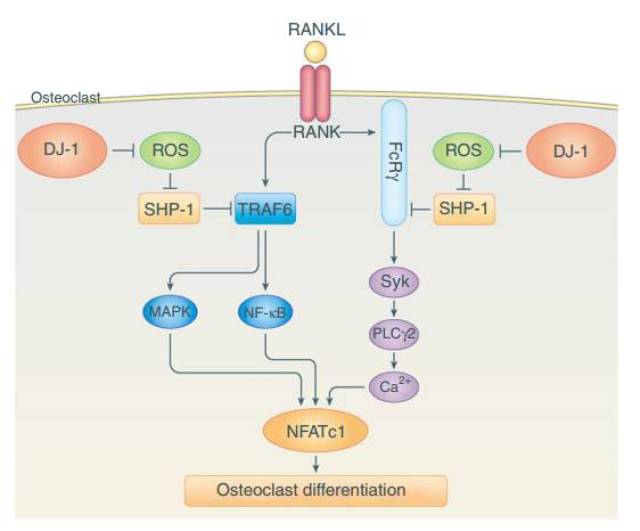 rankl,抑制剂,细胞_大山谷图库