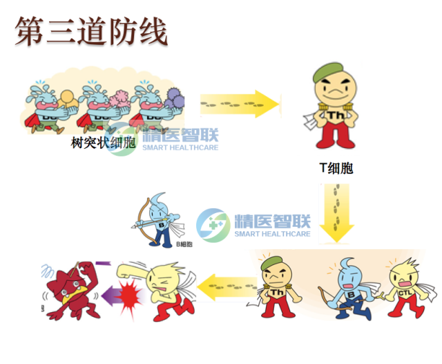 NKT细胞,d细胞,nk细胞_文秘苑图库