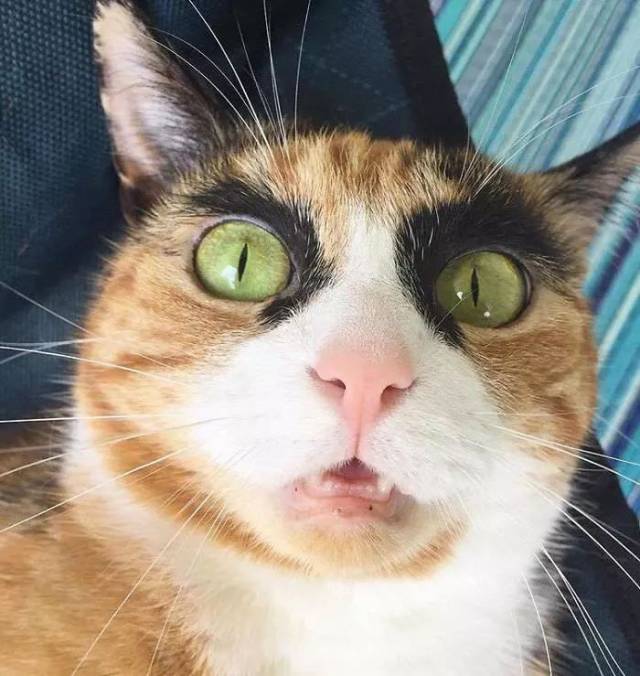 奇怪猫奇怪的猫猫图很奇怪的猫品种第2页大山谷图库