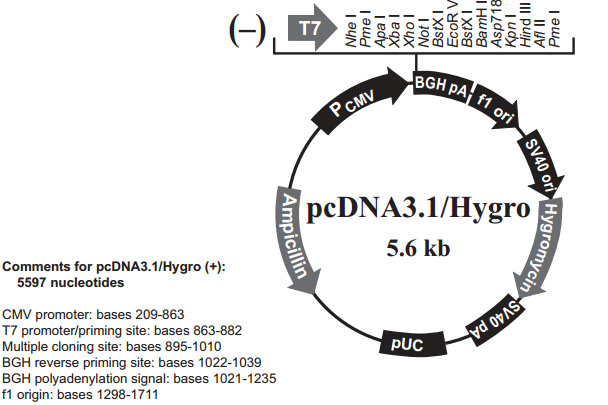 pcDNA3.1(hyg)+ / pCDNA3.1-Hygro(+) / pcDNA3.1/Hygro(+)载体_in
