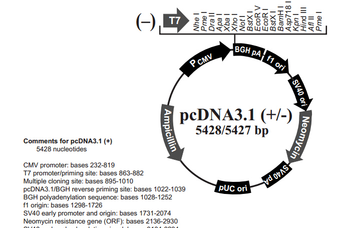 pcDNA3.1(-)载体_产品
