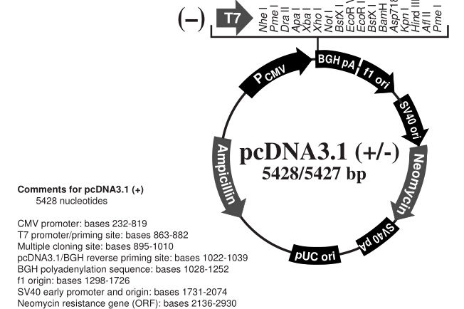 pcDNA3.1(+) 载体_标记