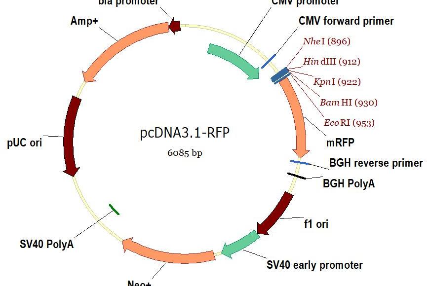 pcDNA3.1-RFP（pcDNA3.1-mRFP）产品信息_载体
