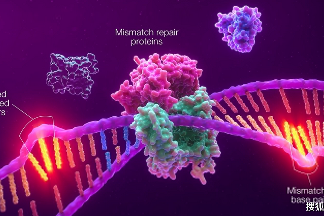 科普 | 肿瘤微卫星不稳定性检测新方法（MSIsensor-pro），助力精准医疗_样本