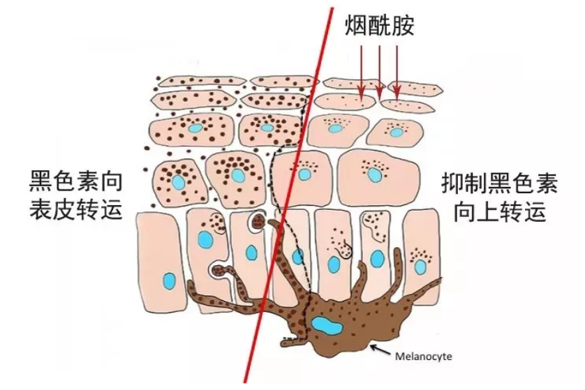 爆红护肤界的神仙成分 烟酰胺”和 神经酰胺”究竟有啥区别?面膜
