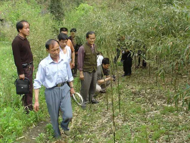 聚焦丨杭州十大特色竹乡之天坪村 Tianping Village-搜狐大视野-搜狐新闻
