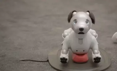 继Pepper机器人后，Sony机器狗aibo拆解报告出炉-搜狐大视野-搜狐新闻