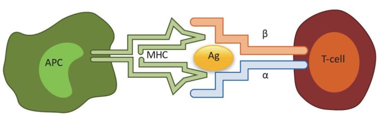 TCR测序及分析方法简述|免疫组库测序专题-搜狐大视野-搜狐新闻