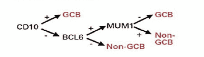 什么是GCB淋巴瘤与non-GCB淋巴瘤？-搜狐大视野-搜狐新闻