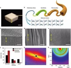 马里兰大学胡良兵教授Nature Mater.：纤维素离子导体助力热电转换-搜狐大视野-搜狐新闻