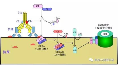 C4b2a 还是C4b2b？补体经典途径C3转化酶的名称之争-搜狐大视野-搜狐新闻
