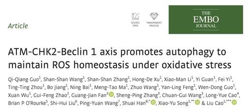 【学术前沿】中国医科大学曹流课题组揭示 DDR 通路 ATM-CHK2 调控细胞自噬维系氧化应激压力下 ROS 稳态新机制-搜狐大视野-搜狐新闻