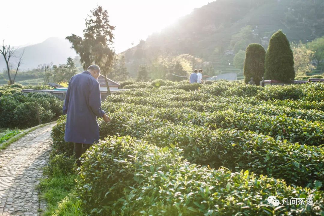 关于龙井，还有这么多有趣的东西你不了解_品种