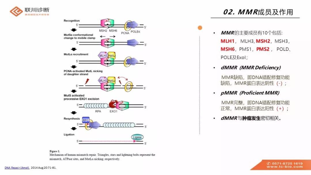VariantPro错配修复（MMR）基因检测Panel介绍_步式