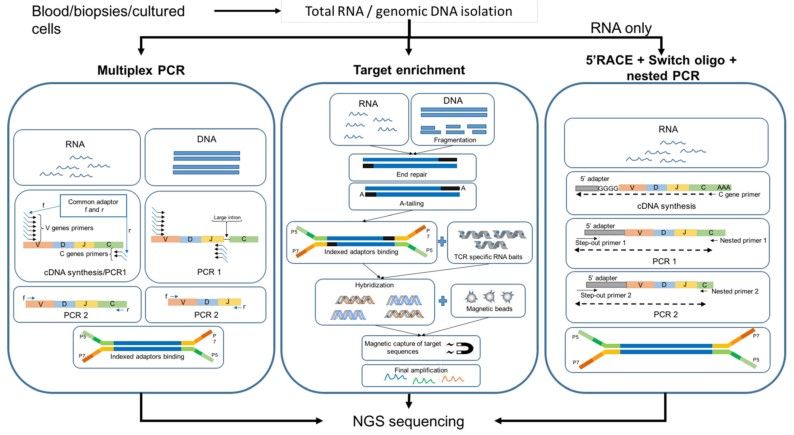 干货|TCR-seq知多少（二）_研究