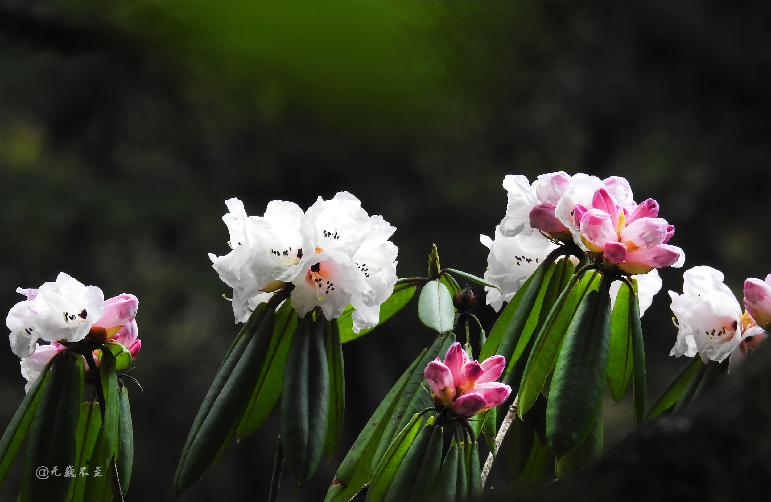 五一怎么玩？到熊猫王国的秘密花园徒步赏杜鹃!_邓生沟