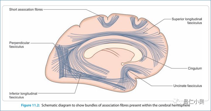 神经解剖学习笔记：大脑解剖知识_Lobe