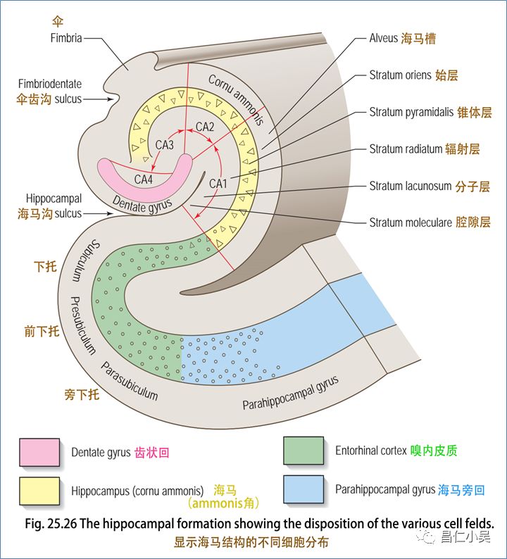 神经解剖学习笔记：大脑解剖知识_Lobe