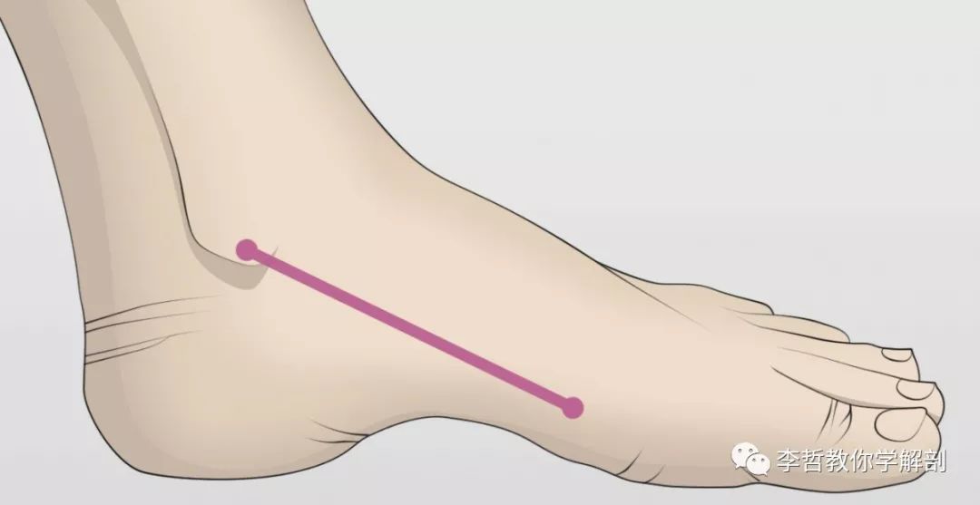 扁平足的简易评估_Feiss