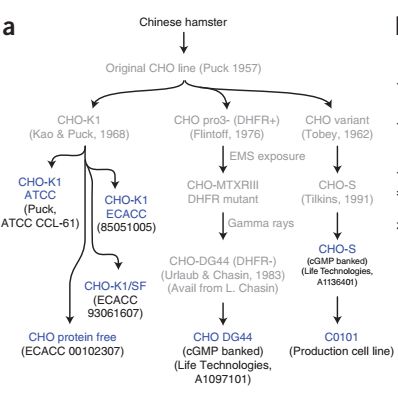 不同CHO细胞系在抗体表达与生物量合成之间的抉择_培养基