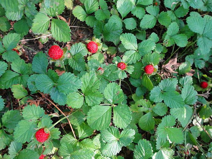 农村野外的野果蛇莓，这几年很受喜爱，种植蛇莓其实很简单-搜狐大视野-搜狐新闻