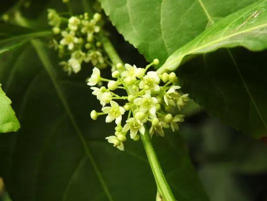 上海植物园公布五月中旬花讯_叶片