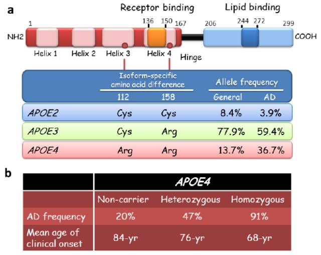 阿尔兹海默症如何早期发现？基因检测帮大忙！_ApoE