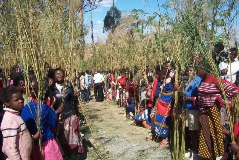 古王国最后的古遗风：斯威士兰(Swaziland)规模宏大的选妃节_芦苇舞