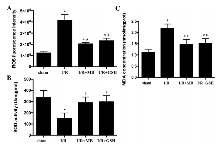 四川省人民医院发现亚甲蓝保护肺缺血再灌注损伤的新机制_线粒体