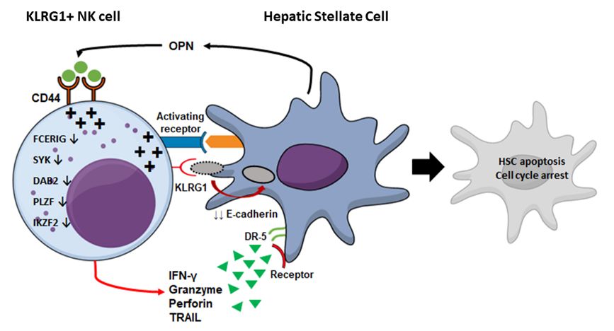 新发现：KLRG1+NK细胞在慢性乙型肝炎中发挥抗纤维化作用_vs