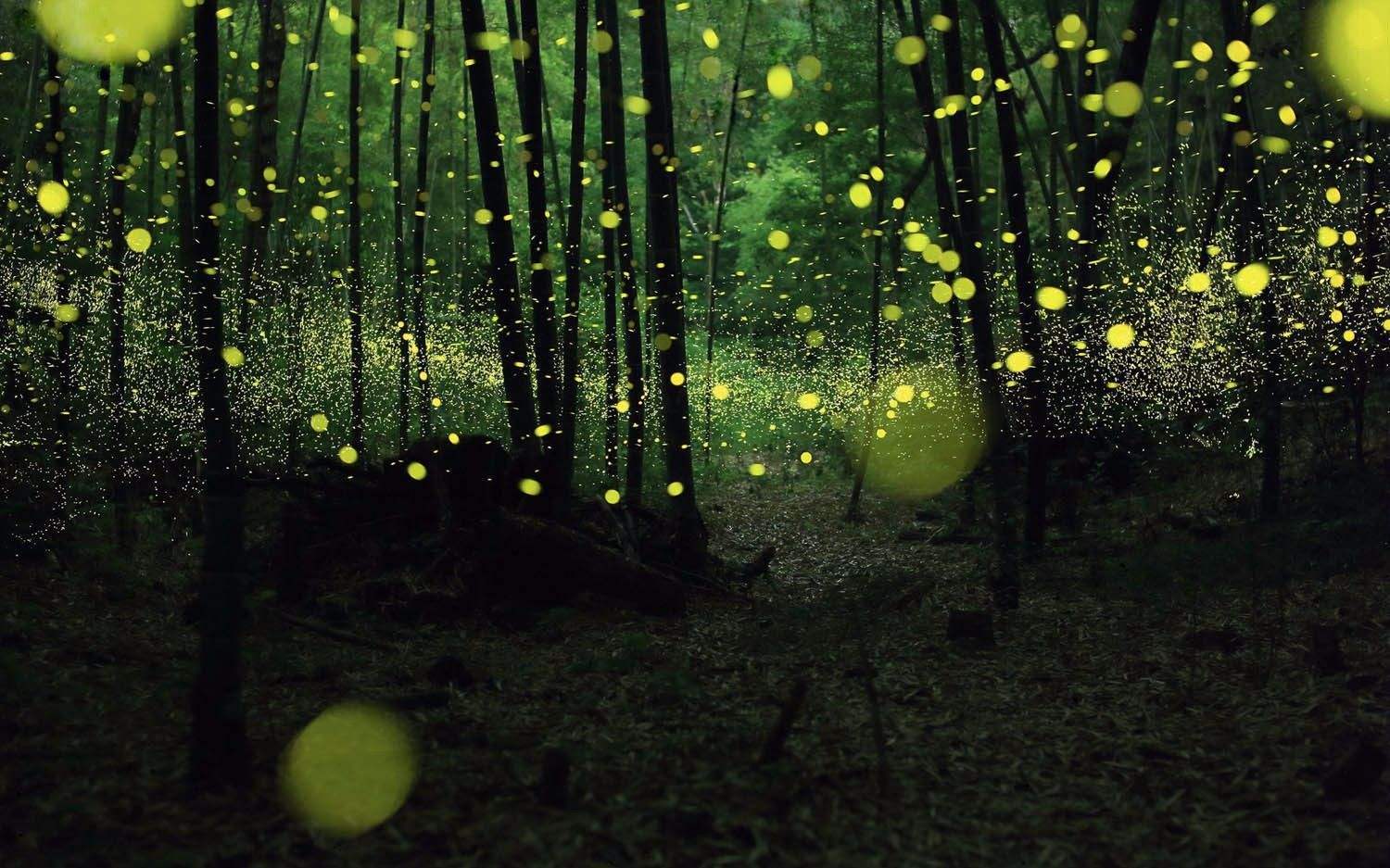 咏萤火虫诗词精选四十六首 瞥然飞过银塘面，俯仰浮光几点星