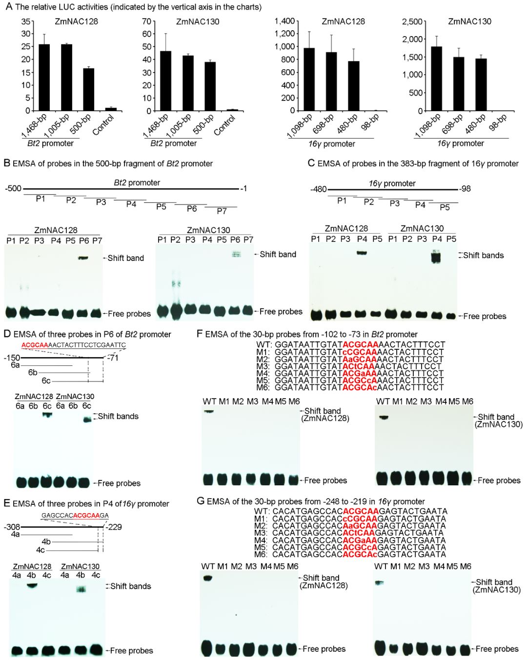PNAS|美国科学院院士Joachim Messing博士课题组在玉米种子储存物质合成调控研究取得重要进展_蛋白