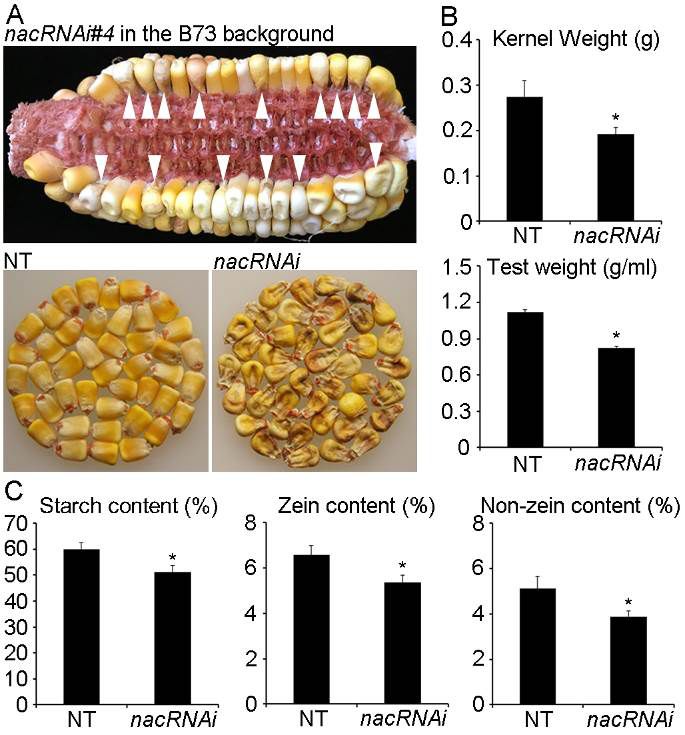 PNAS|美国科学院院士Joachim Messing博士课题组在玉米种子储存物质合成调控研究取得重要进展_蛋白