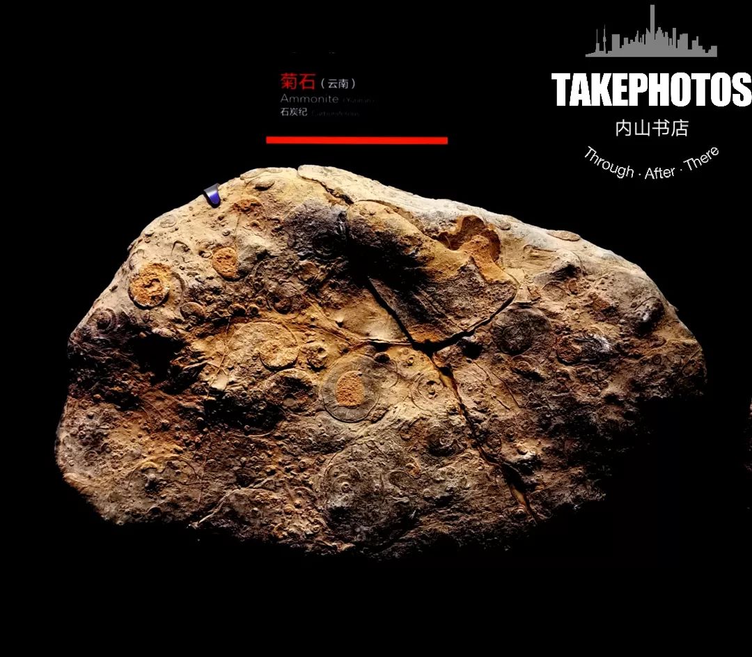 迄今为止最强！国家海洋博物馆试运行参观攻略！_生命