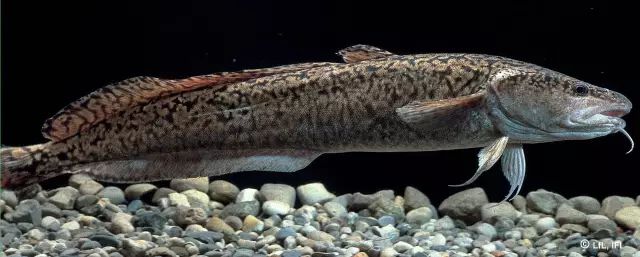 全世界有700多种鳕鱼，你知道常见的该如何分辨么？_英国