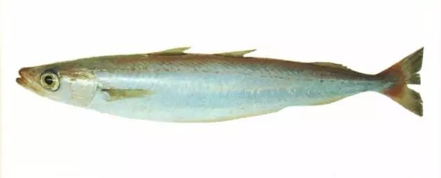 全世界有700多种鳕鱼，你知道常见的该如何分辨么？_英国