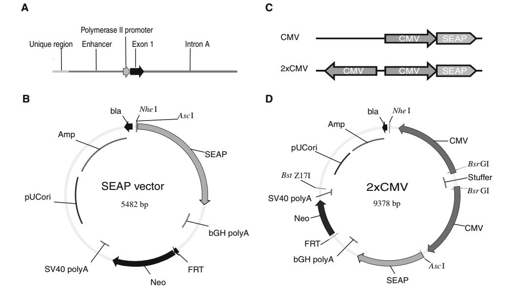 CMV增强子控制两个核心启动子蛋白的高效表达
