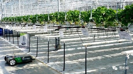 Octinion自动识别和采摘草莓的机器人